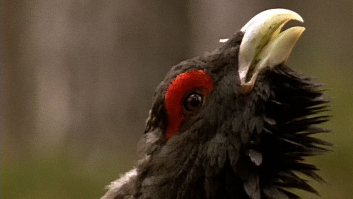 BBC Four - The Life of Birds, Finding Partners, Power struggles
