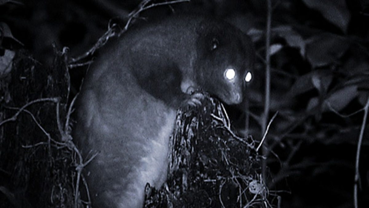 BBC One - Lost Land of the Volcano, Episode 3, Bosavi cuscus debut