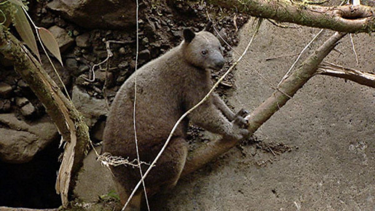 BBC One - Lost Land of the Volcano, Episode 3, Rare roo