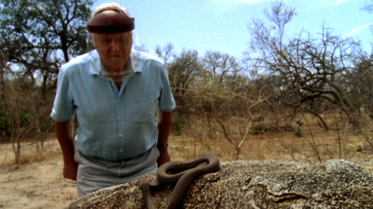 BBC One - Life in Cold Blood, Sophisticated Serpents, Snake tactics