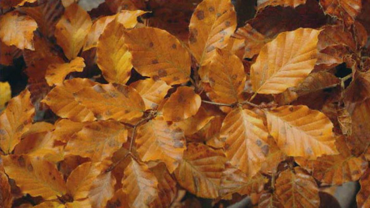 BBC Two - Autumnwatch, All-new Autumnwatch