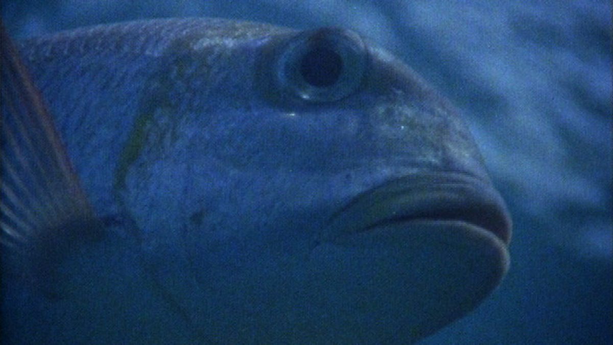 BBC Two - The Living Planet, The Open Ocean, Fish types