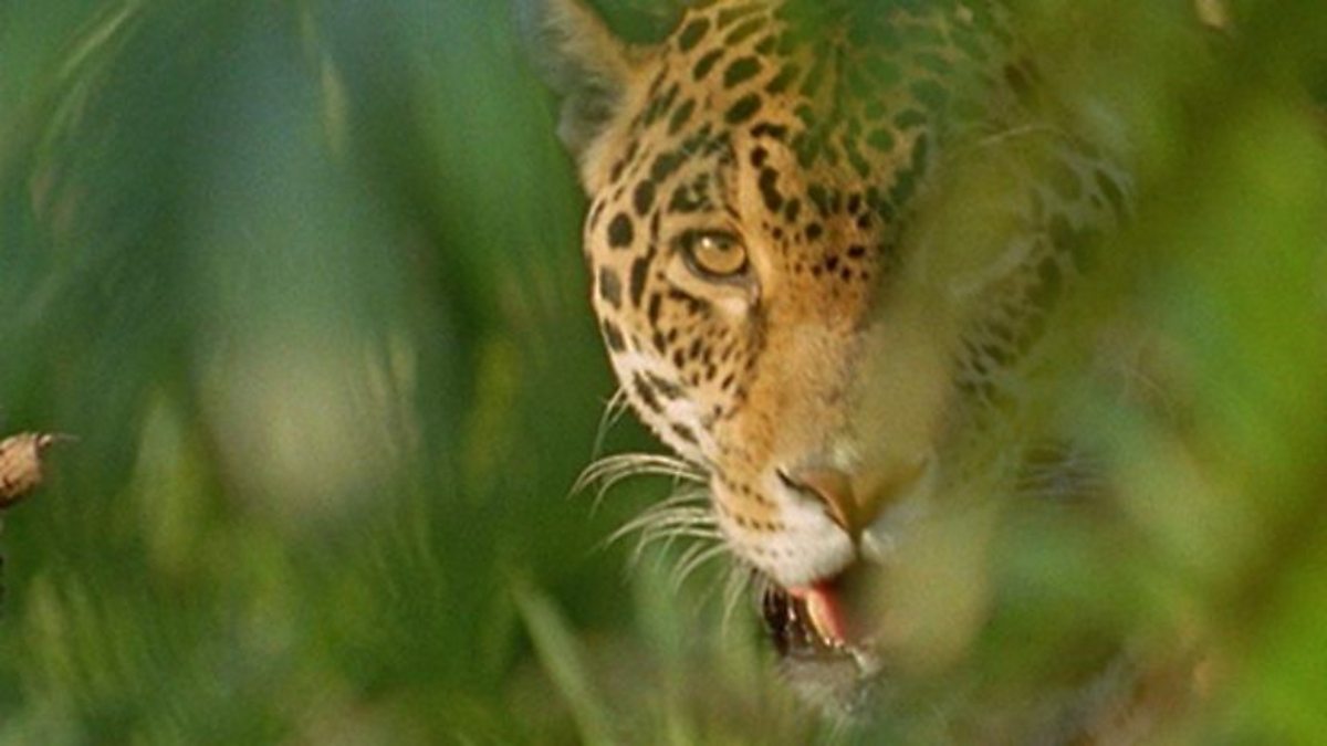 BBC Two - Wild New World, Ice Age Oasis, On the prowl