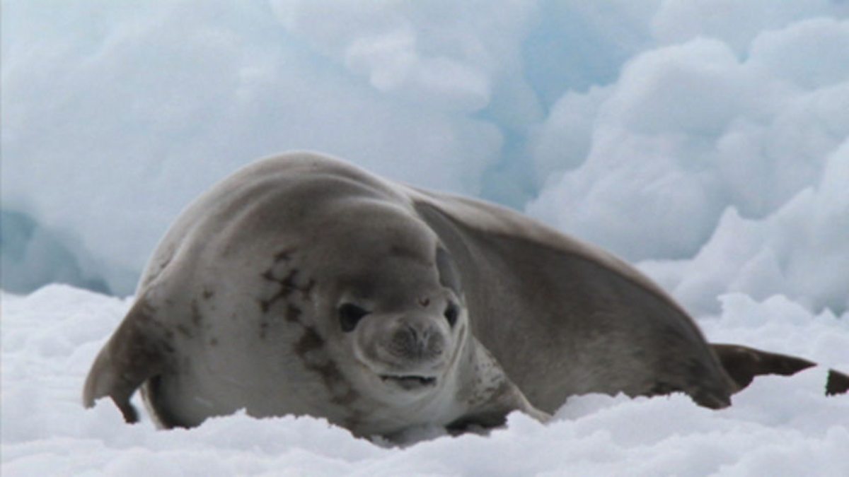 BBC One - Life, Challenges of Life, Ice hideout