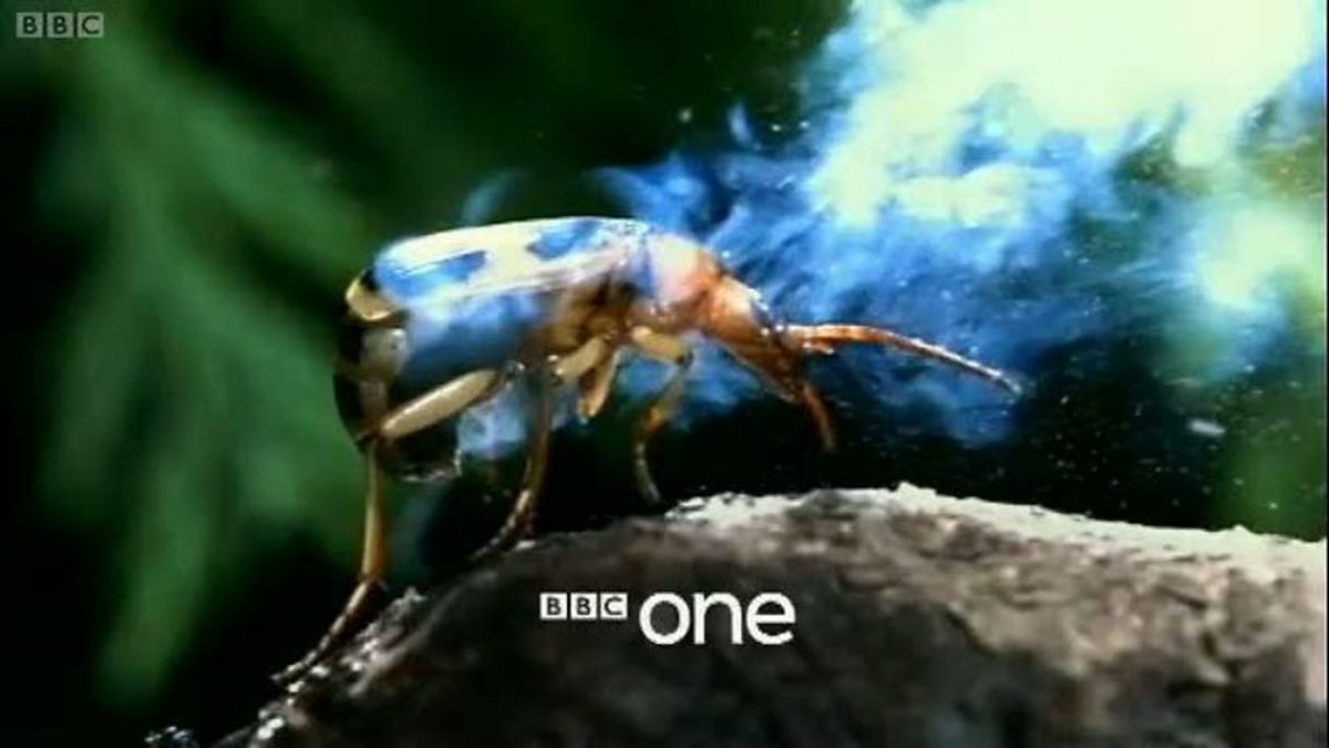 BBC One - Life, Challenges of Life, Life