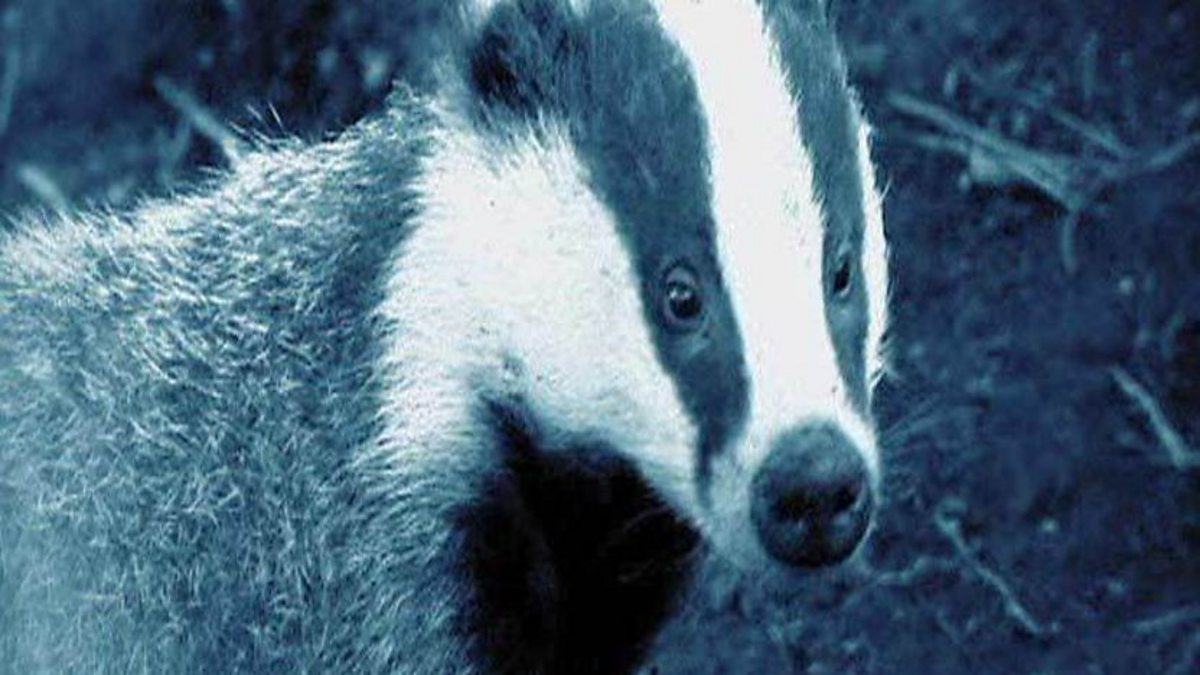 BBC Two - Autumnwatch, 2009, Episode 4, Badgers in autumn