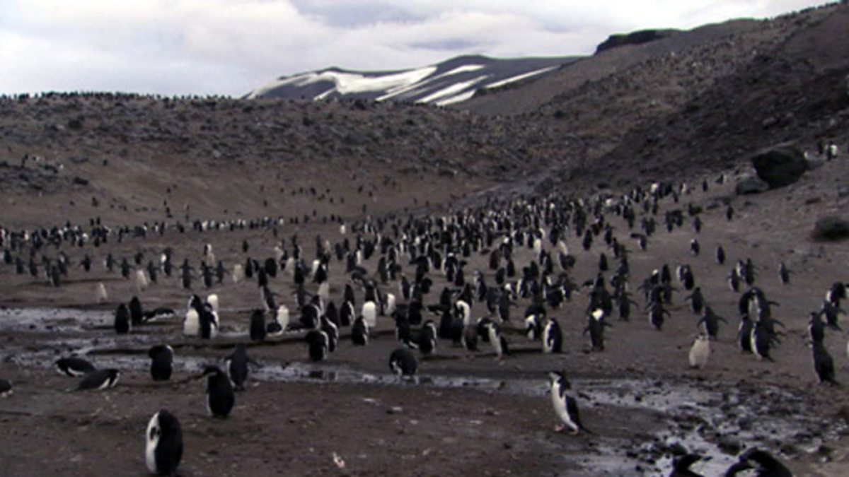 BBC One - Life, Birds, Slippery slopes