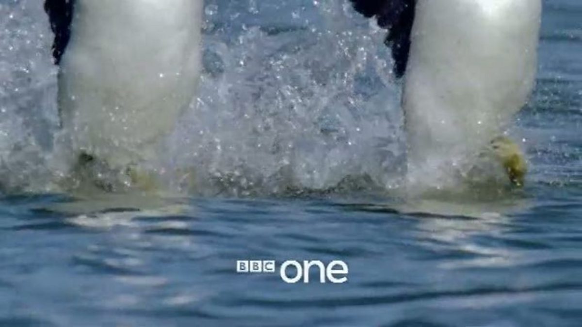 BBC One - Life, Birds, Birds Trail