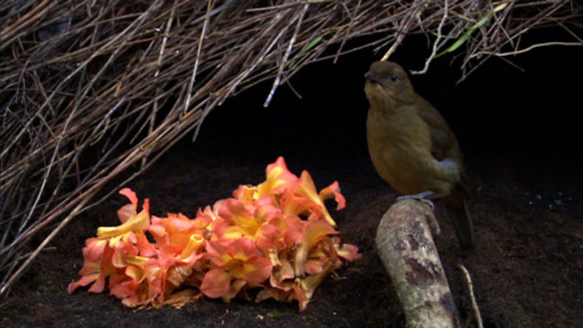 BBC One - Life, Birds, Flower bower