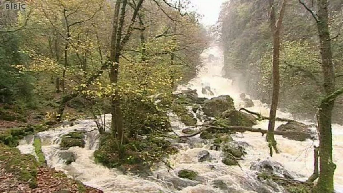 BBC Two - Autumnwatch, 2009, Episode 6, The epitome of the Atlantic oak ...