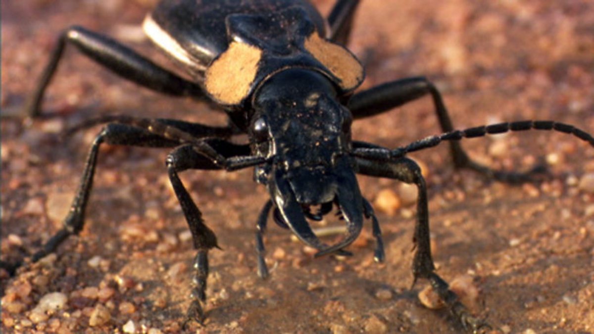 BBC One - Life, Insects, Ant acid