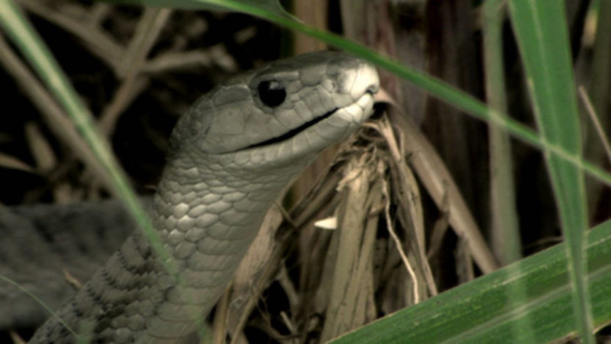 BBC Two - Natural World, 2009-2010, Black Mamba, White Witch, Mamba danger