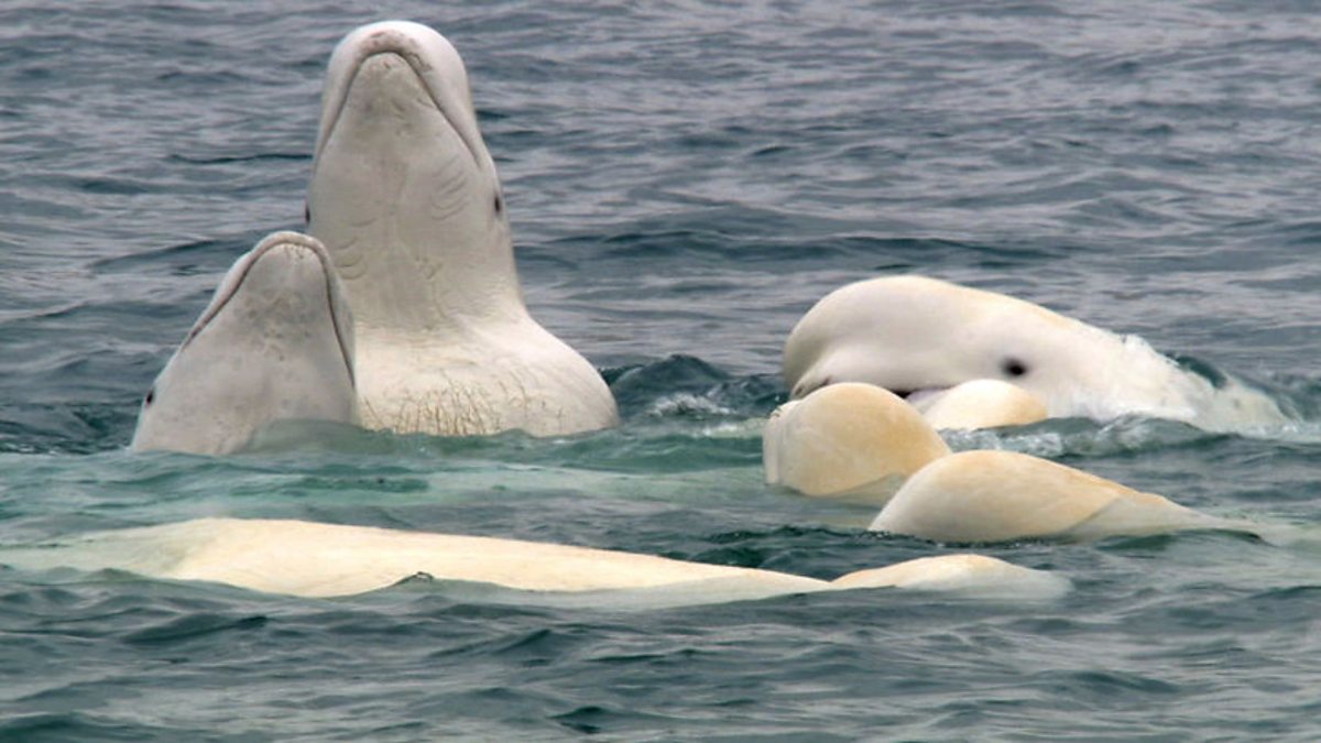 BBC One - Frozen Planet, Listening in on a beluga back scrub