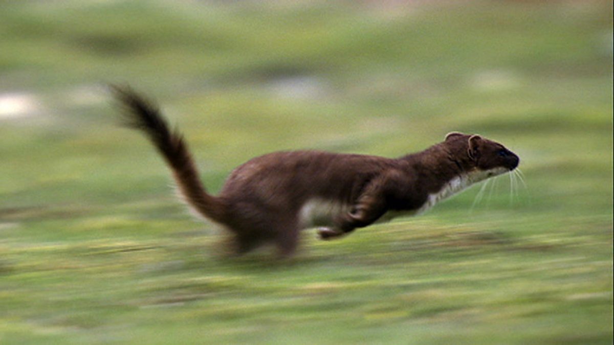 BBC One - Life, Hunters and Hunted, Rabbit hunt