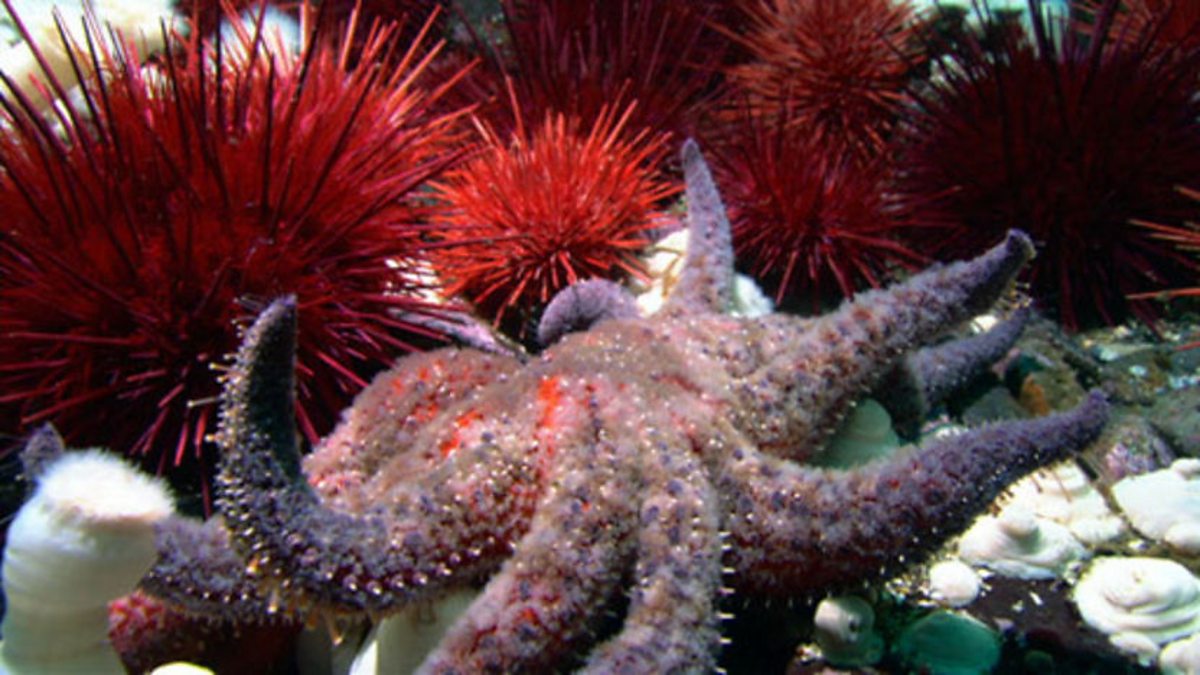 BBC One - Life, Creatures of the Deep, Spiked