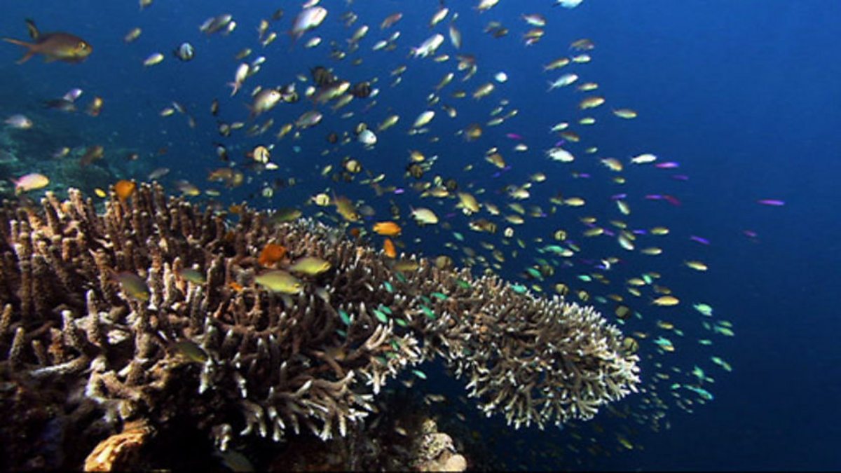 BBC One - Life, Creatures of the Deep, Reef diversity