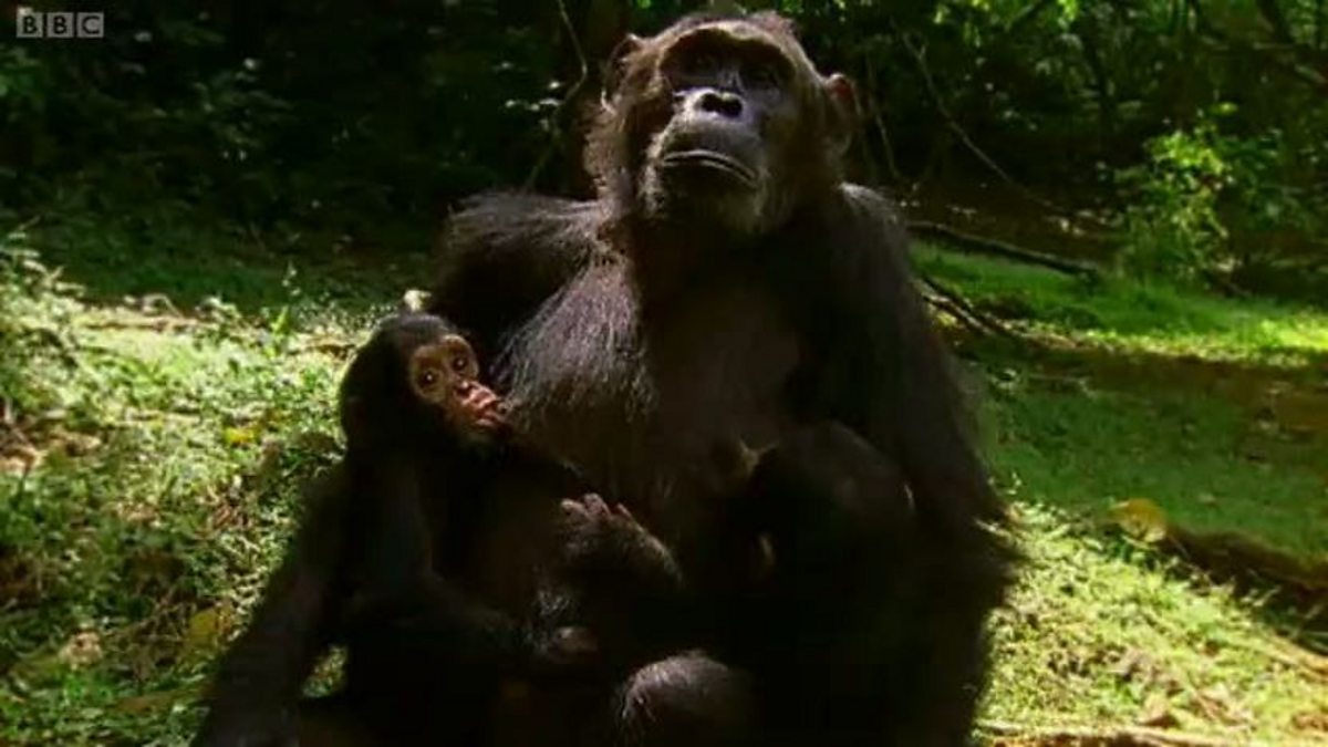 BBC Two - Natural World, 2009-2010, Bringing Up Baby, Mother's milk