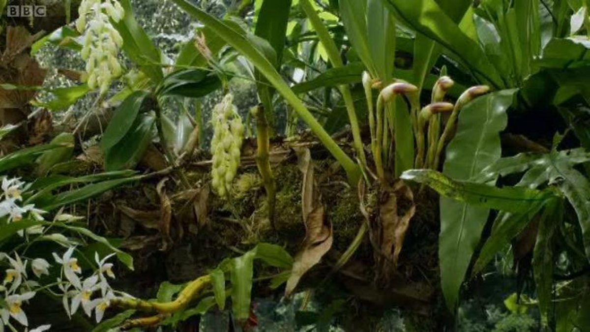 BBC One - Life, Plants, Living the high life