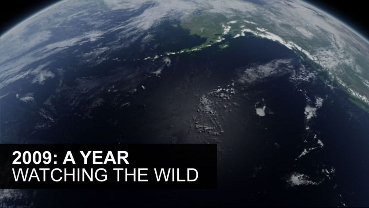 BBC - BBC Wildlife Finder, A year watching the wild 2009
