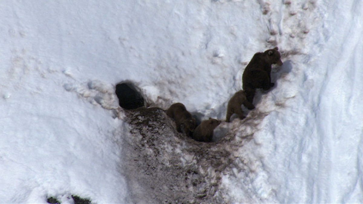 BBC One - Nature's Great Events, The Great Salmon Run, Out of the den