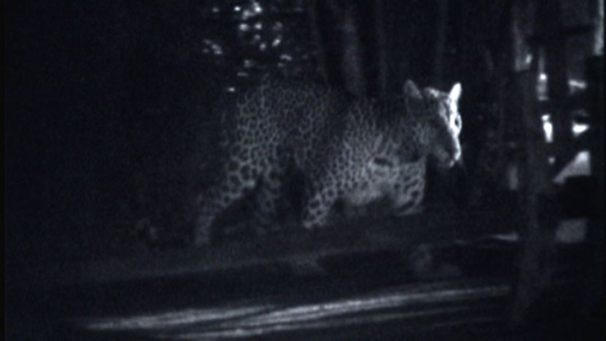 BBC One - The Life of Mammals, Meat Eaters, Village hunter