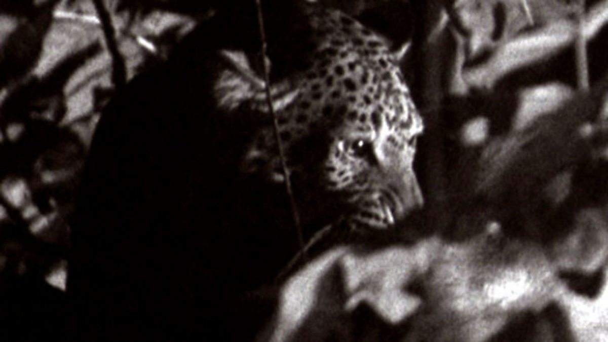 BBC One - Journey of Life, HUMANS, Terrorising the troop