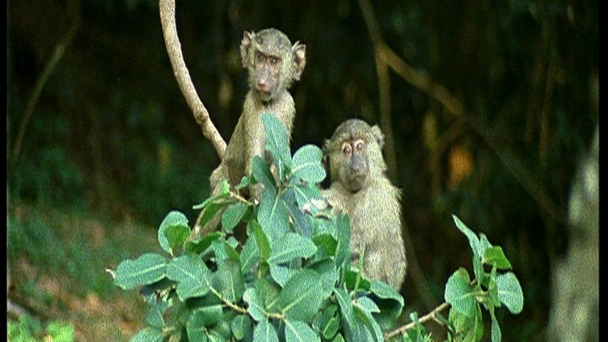 BBC One - Cousins, MONKEYS, Society rules