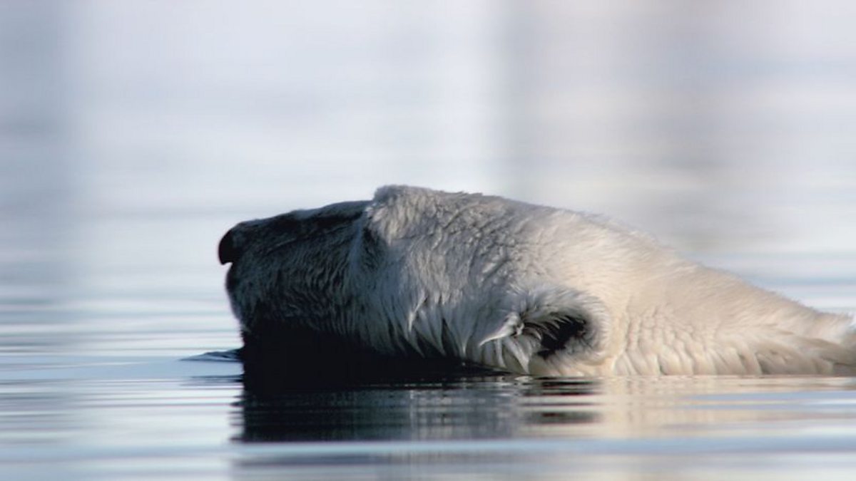 BBC One - Frozen Planet, Frozen Planet: a preview