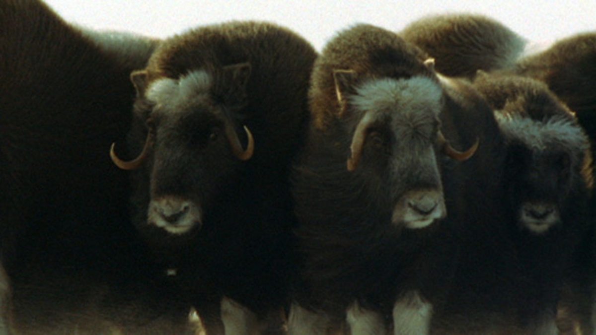 BBC Two - Wild New World, Land of the Mammoth, Ice age survival