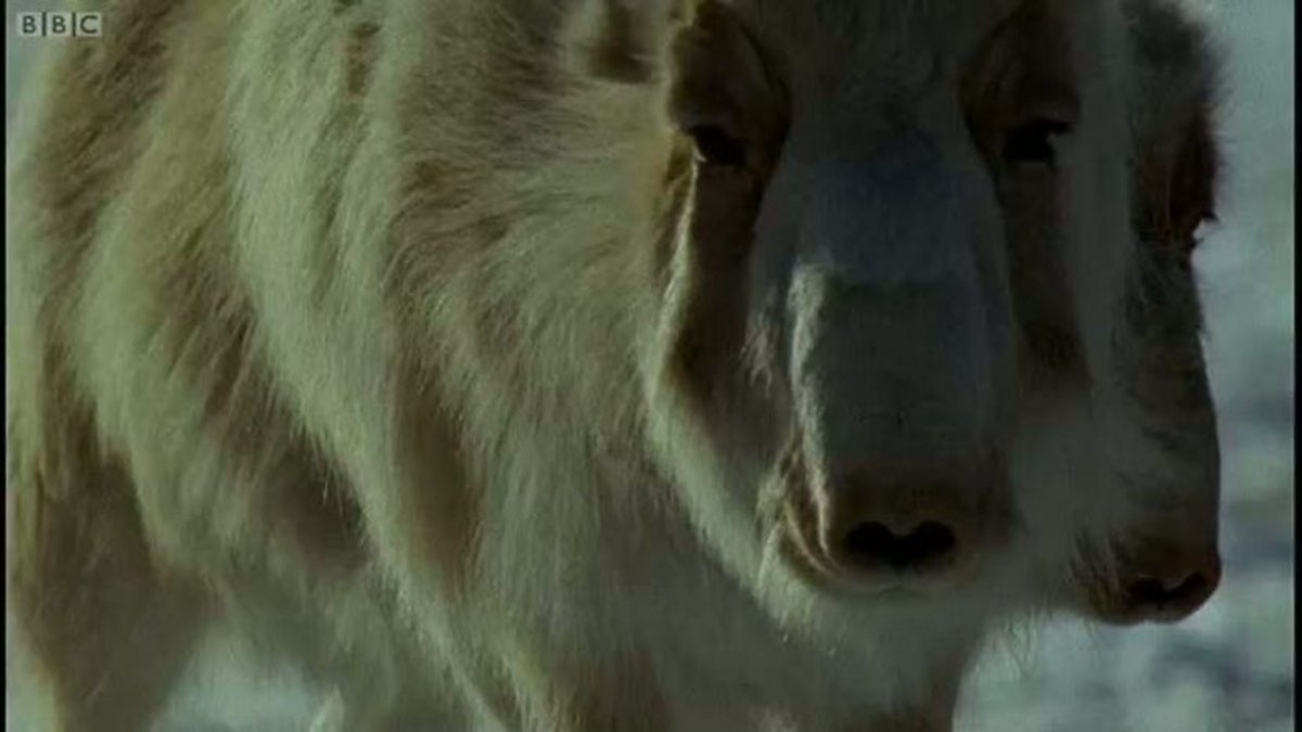 BBC Two - Wild New World, Land of the Mammoth, Nose for survival