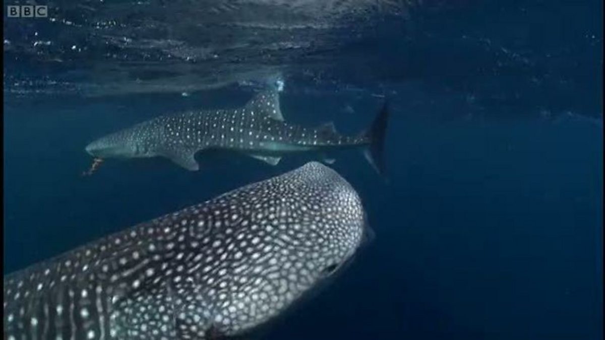 BBC Two - The Great Rift: Africa's Wild Heart, Water, Ocean giants