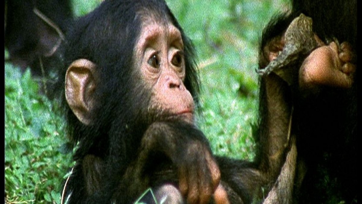 BBC One - Cousins, APES, Smart apes