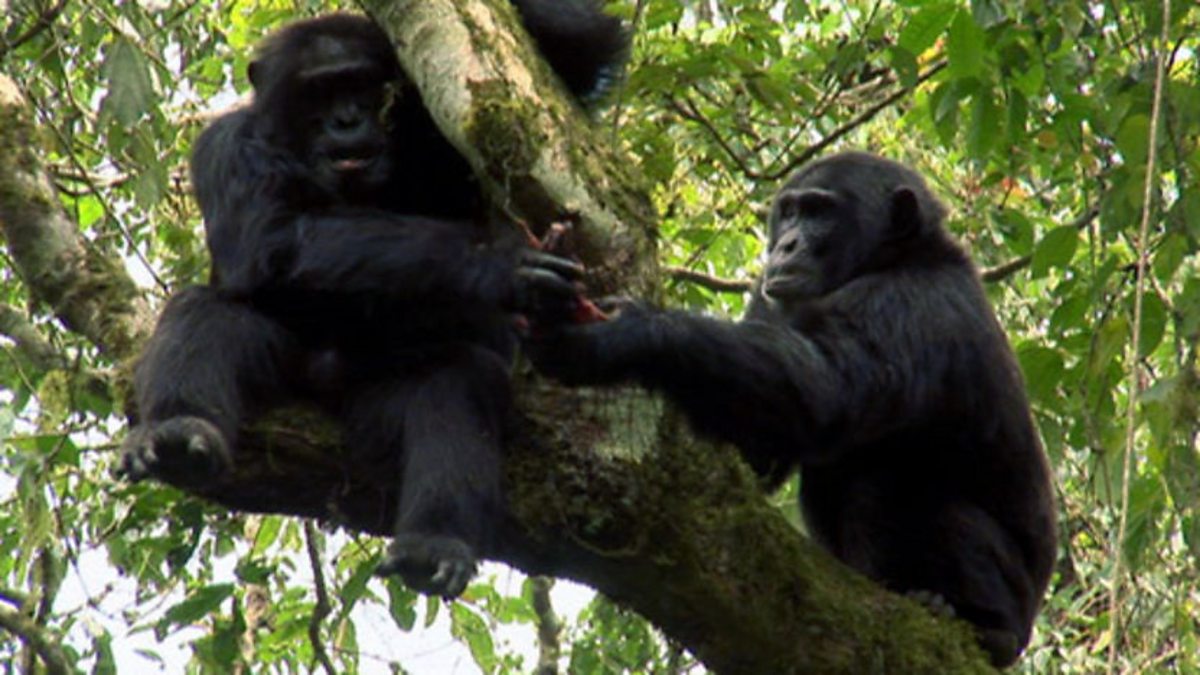 BBC Two - Natural World, 2009-2010, The Chimpcam Project, Status ...