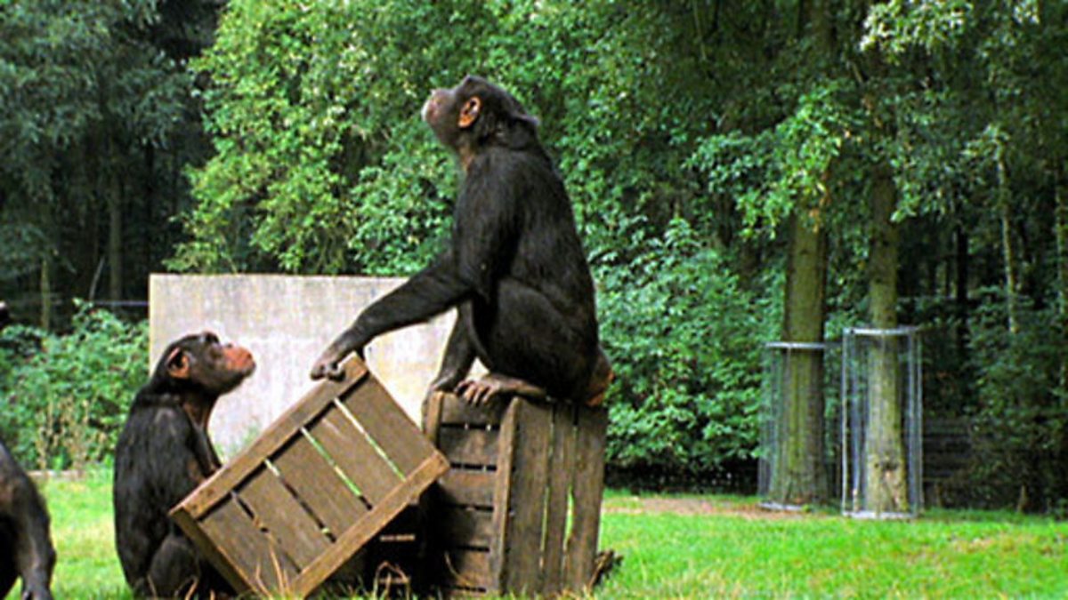 BBC Two - Natural World, 2009-2010, The Chimpcam Project, Chimp insight