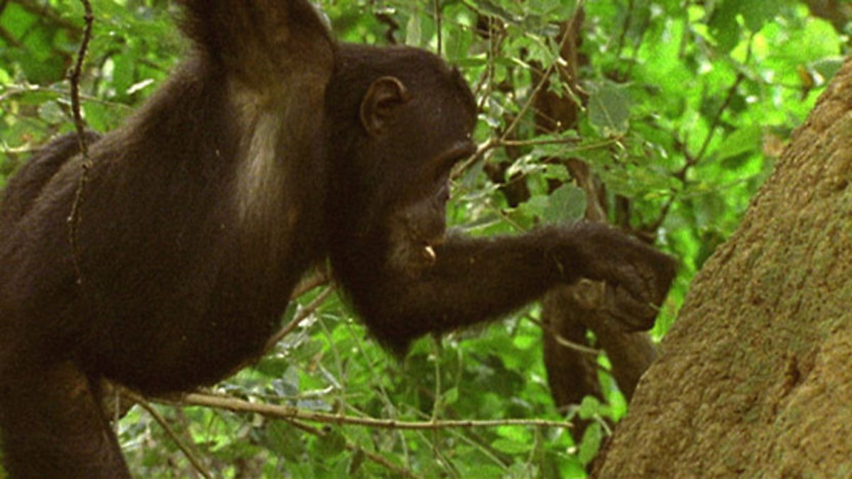 BBC Two - Natural World, 2009-2010, The Chimpcam Project, Chimp culture