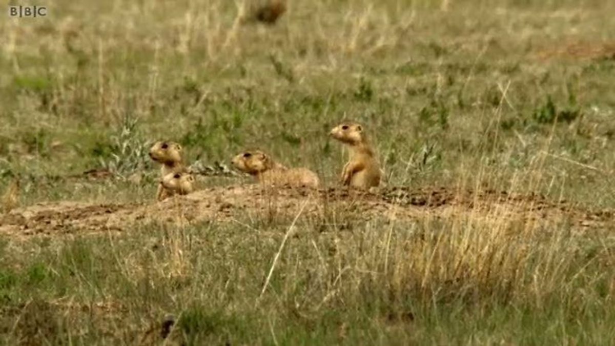 BBC Two - Natural World, 2009-2010, Prairie Dogs - Talk of the Town ...