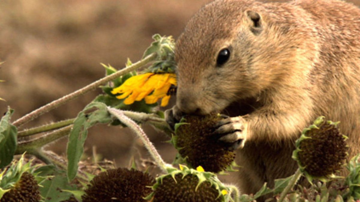 BBC Two - Natural World, 2009-2010, Prairie Dogs - Talk of the Town ...
