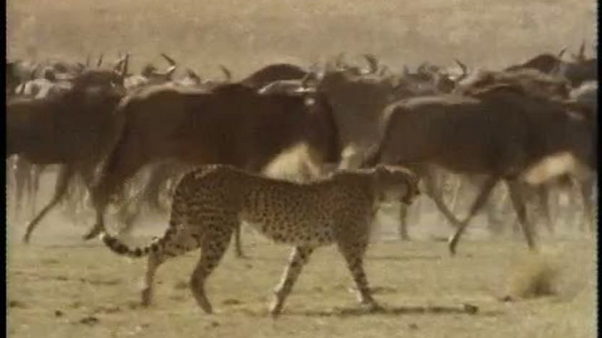 BBC Two - Life on Earth, The Hunters and the Hunted, Spotting the weak