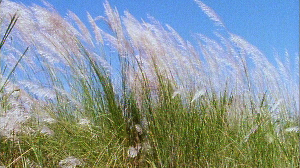 BBC Two - The Private Life of Plants, Flowering, Hay fever and pollen