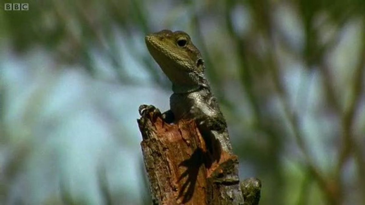BBC One - Life in Cold Blood, Dragons of the Dry, Lizard evolution