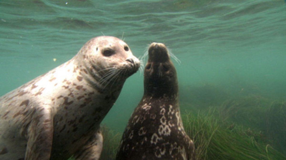 BBC One - The Blue Planet, Seasonal Seas, Seal rivals