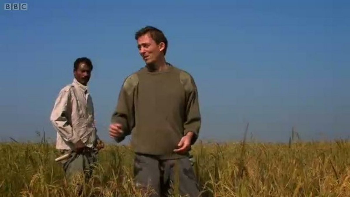 BBC Two - Natural World, 2008-2009, Man-Eating Tigers of the Sundarbans ...