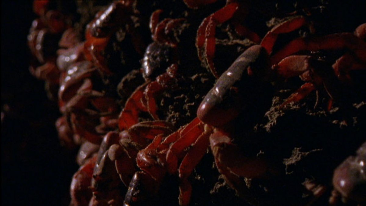 BBC One - The Blue Planet, Tidal Seas, Crab tides