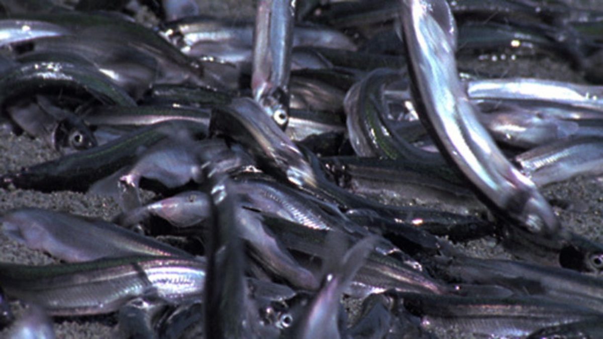 BBC One - The Blue Planet, Coasts, Floundering fish