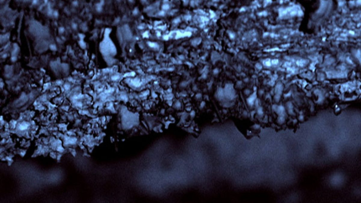 BBC One - The Life of Mammals, Opportunists, Bat cave