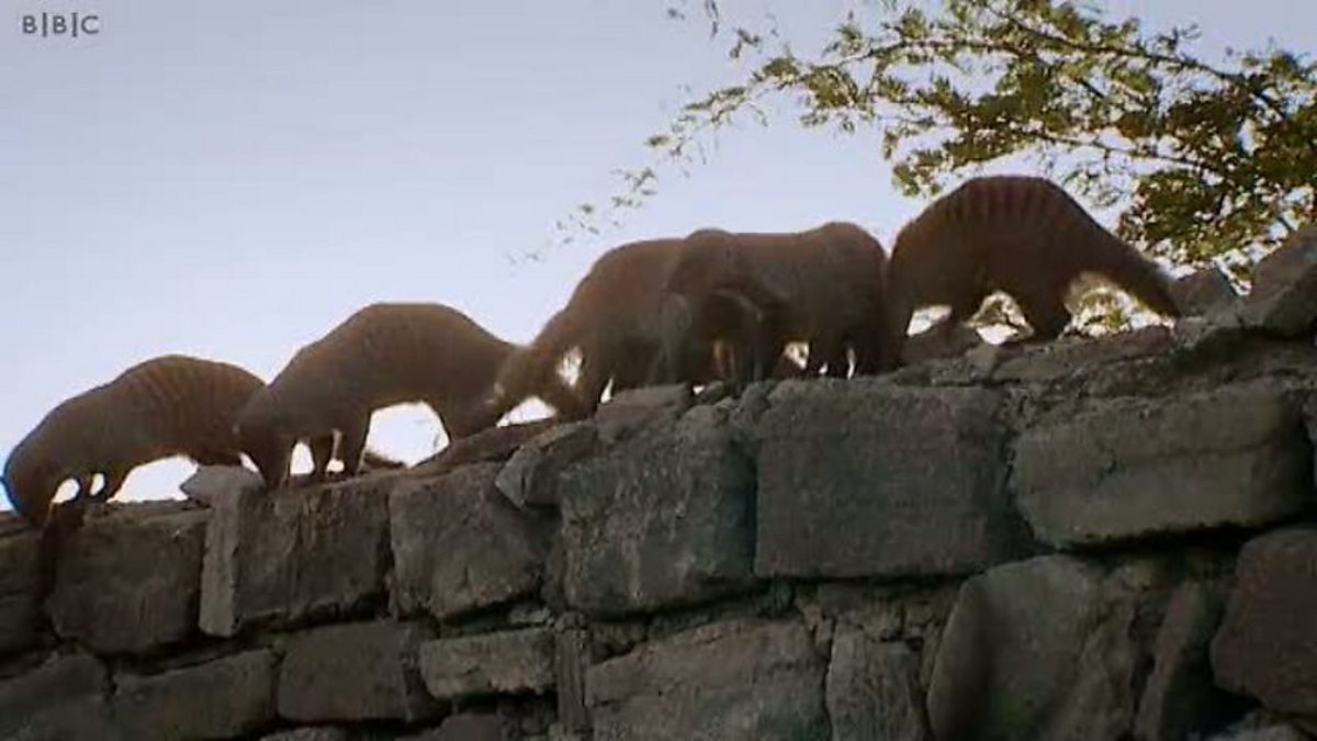 BBC Two - Banded Brothers, Episode 1, Obstacles