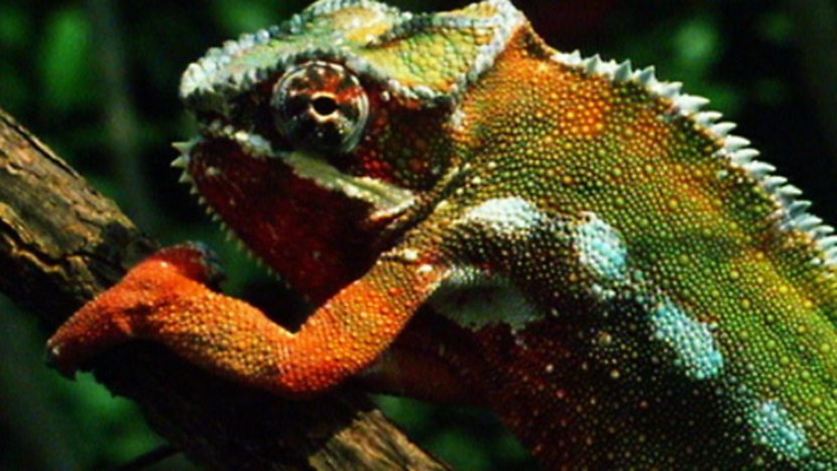 BBC One - Dragons Alive, SMART REPTILES, Animal kaleidoscope