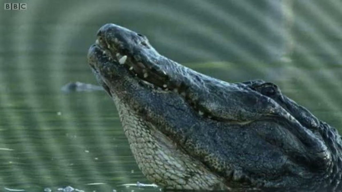 BBC One - Dragons Alive, SMART REPTILES, Reptilian love song