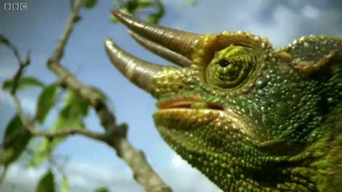 BBC One - Dragons Alive, SMART REPTILES, Chameleon tongues