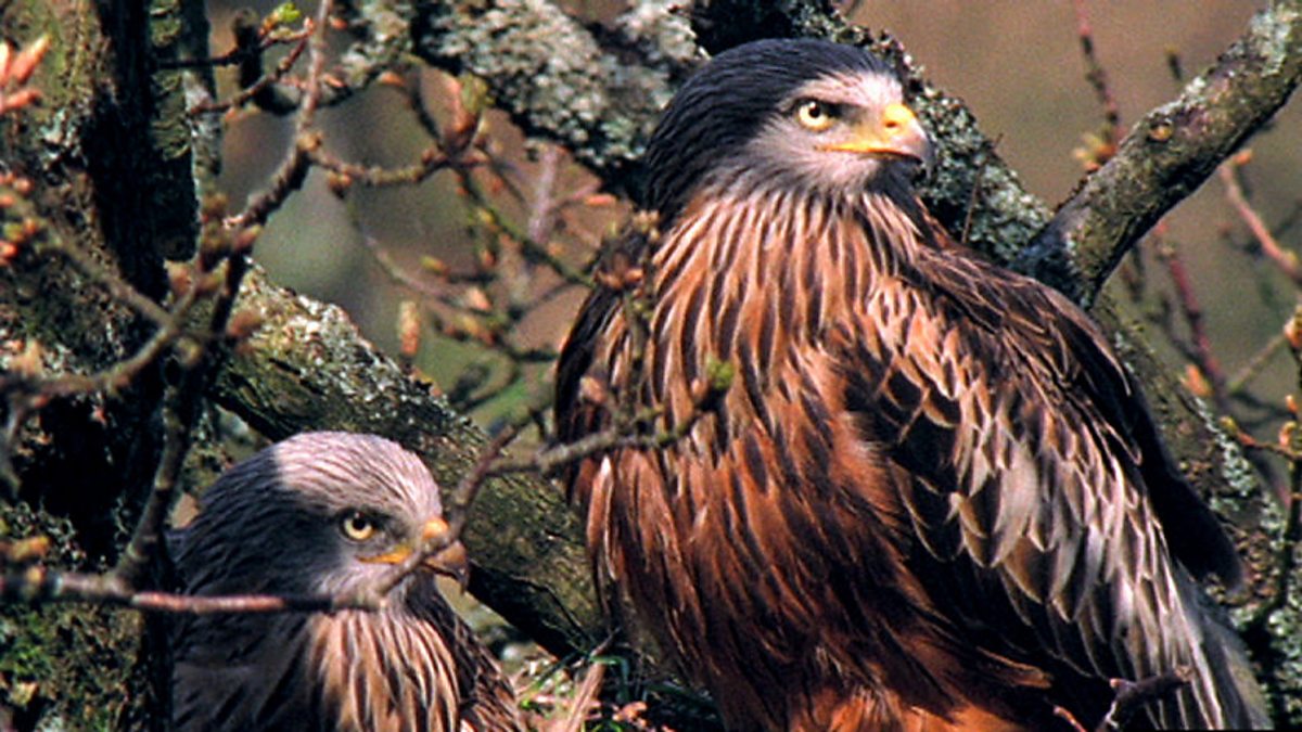 BBC Two - Living Britain, SPRING, Rare raptors